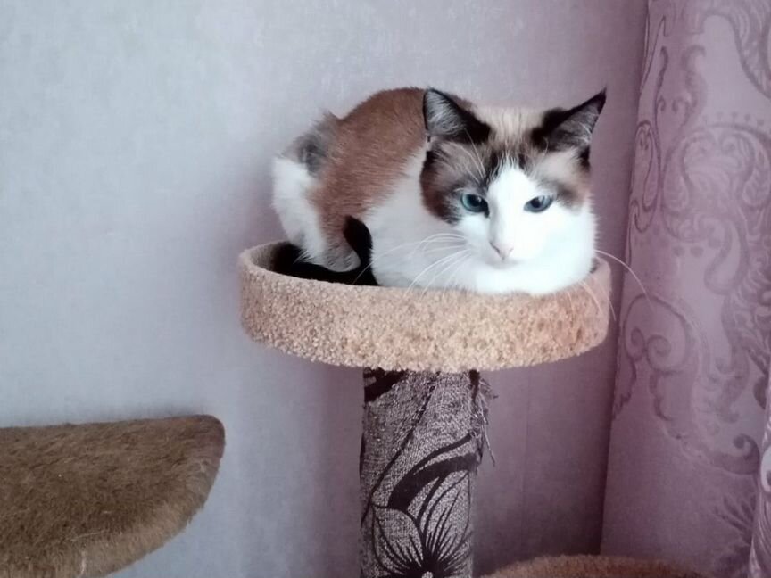 Кошечка тайская сноу-шу