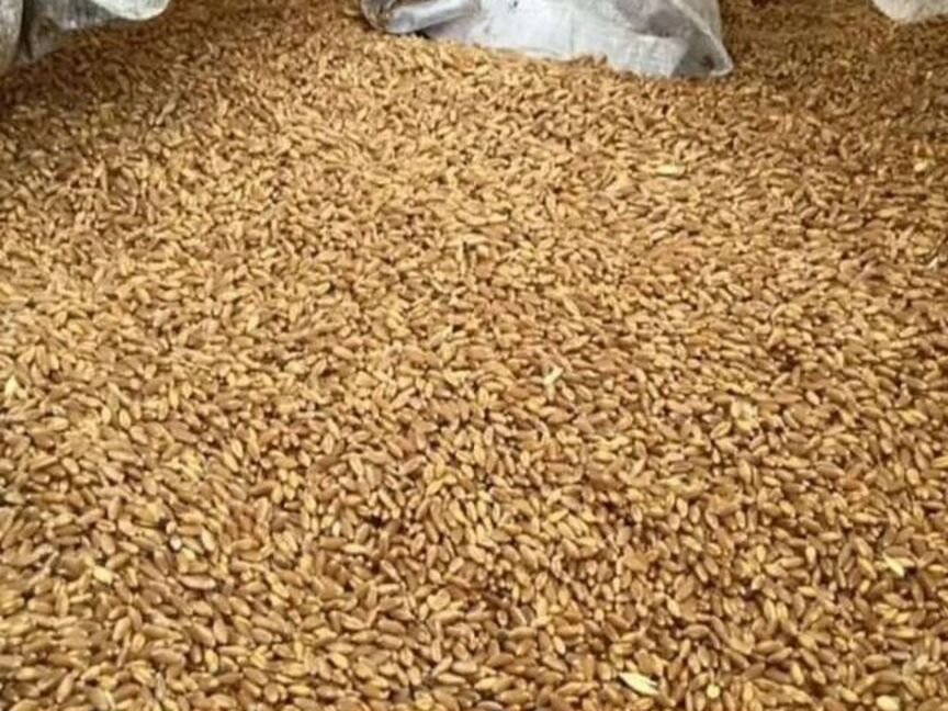 Зерно пшеница