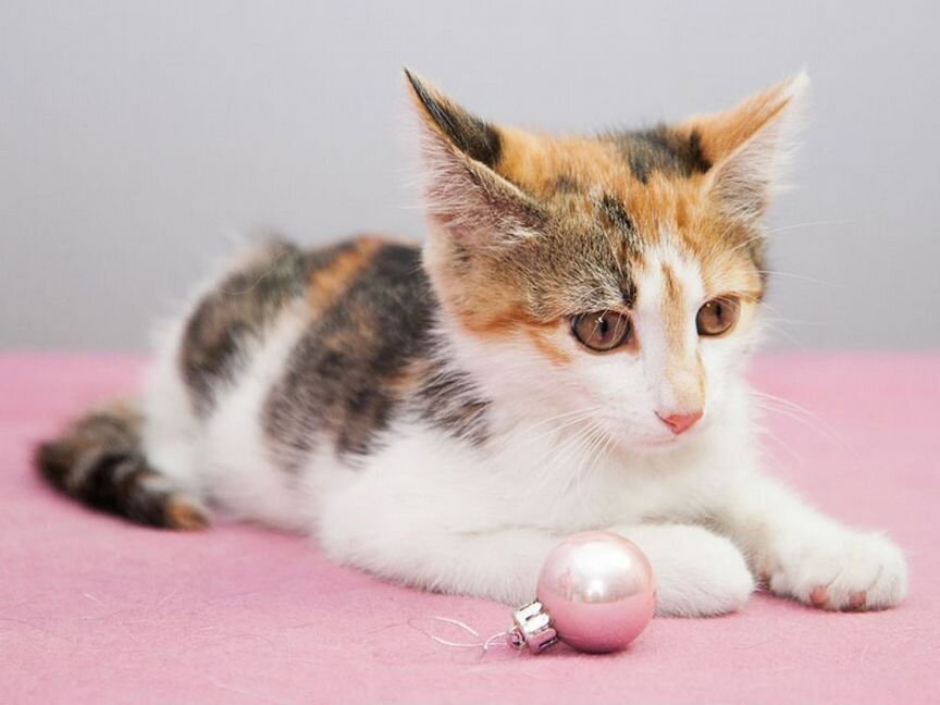 Котенок Бусинка в дар