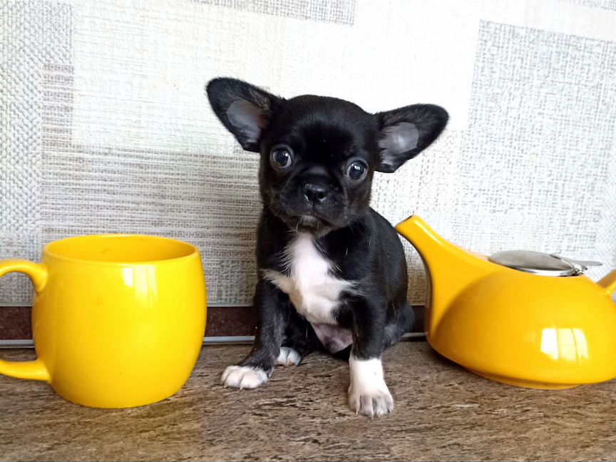 Черный мальчик чихуахуа