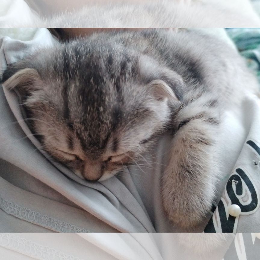 Шотландские котята