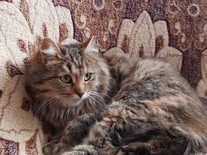 Кошечка стерилизована 9 месяцев