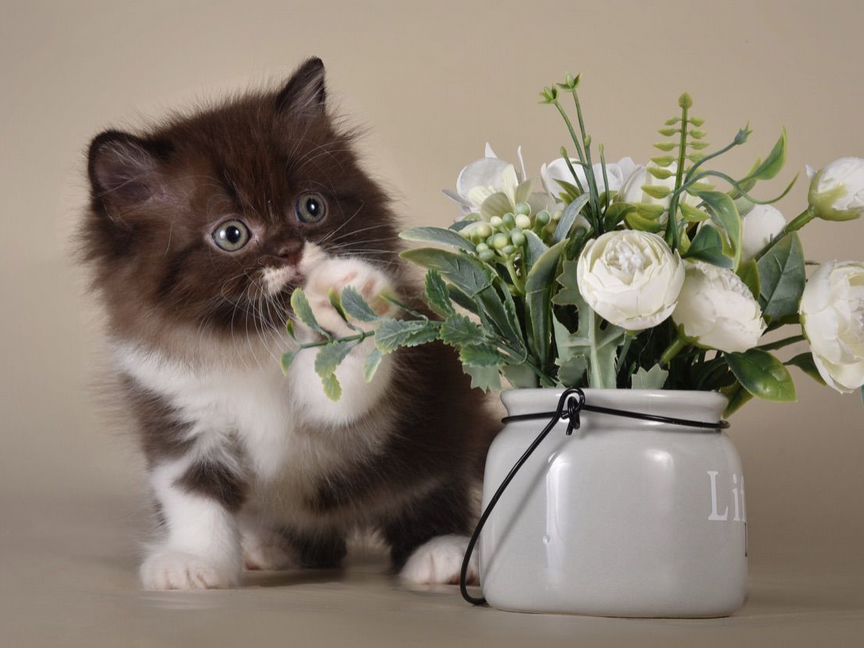 Британский котик