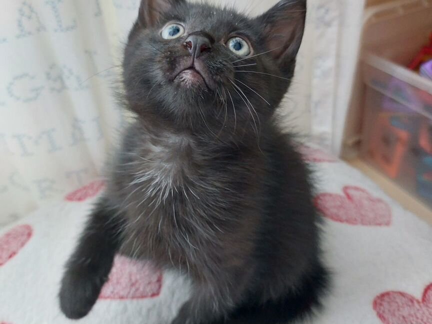 Котенок чёрная девочка в добрые руки