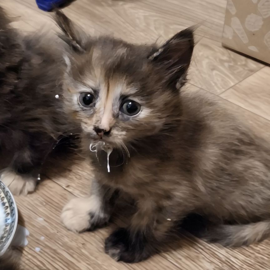 Котёнок в добрые руки