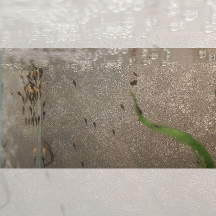 Продам малька анциструса