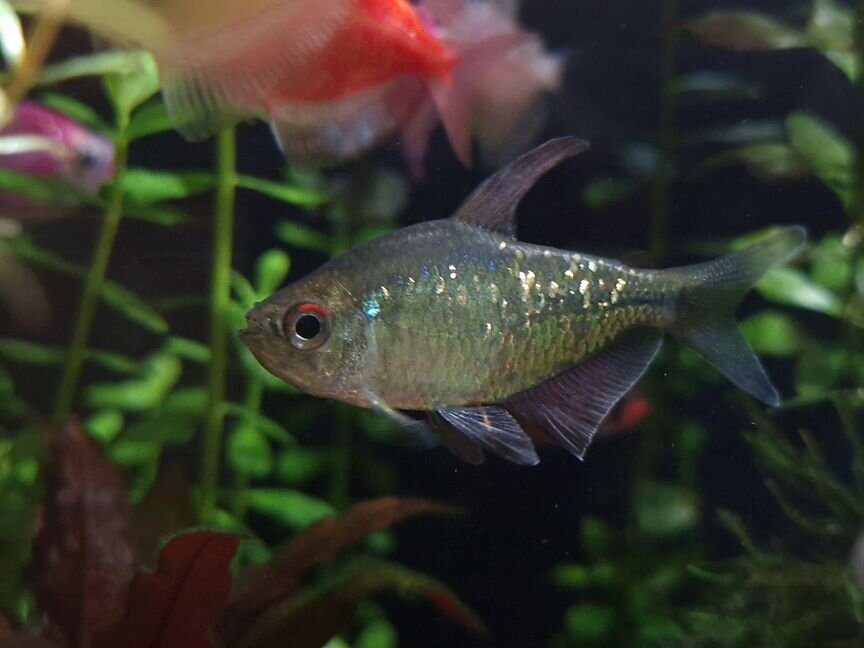 Тетра бриллиантовая