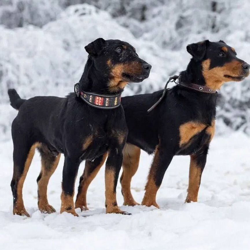 Немецкий охотничий терьер, взрослый пёс