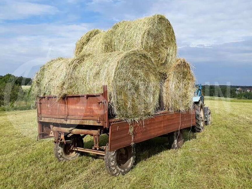 Продам сено в рулонах
