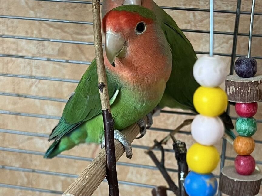 Попугай неразлучники