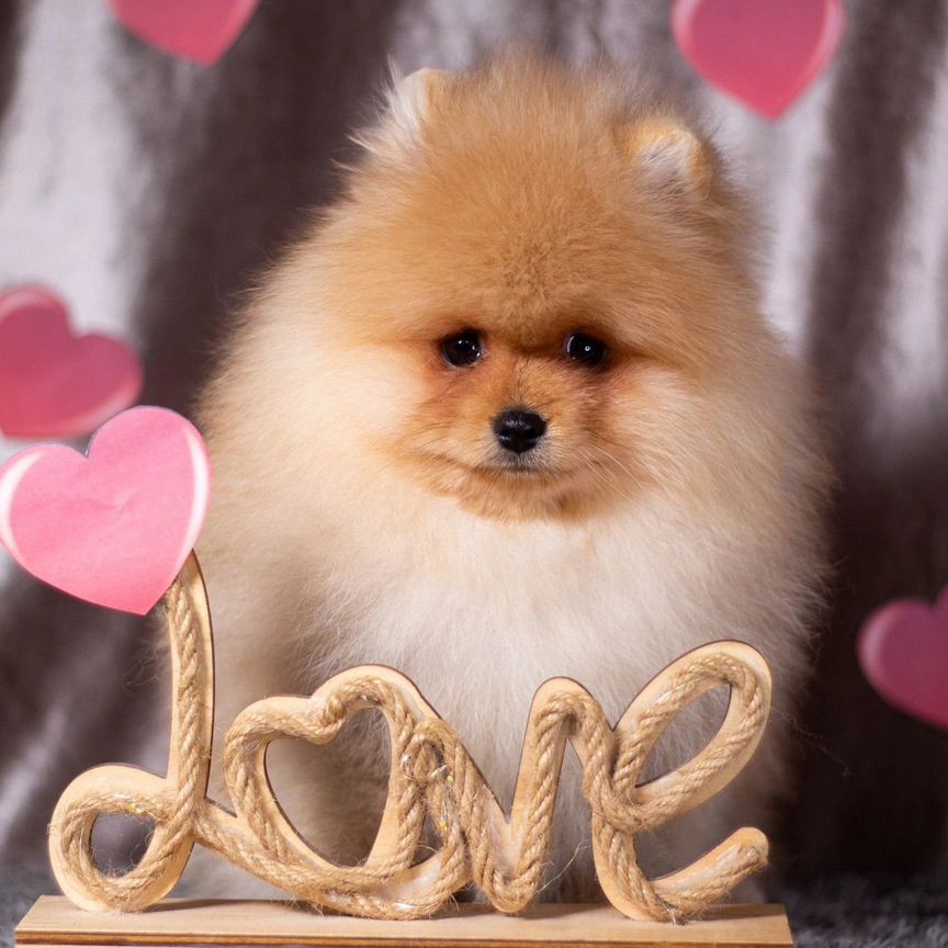 Шпиц рыжий мальчик