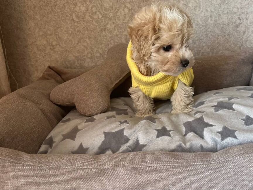 Мальтипу f1 mini мальчик