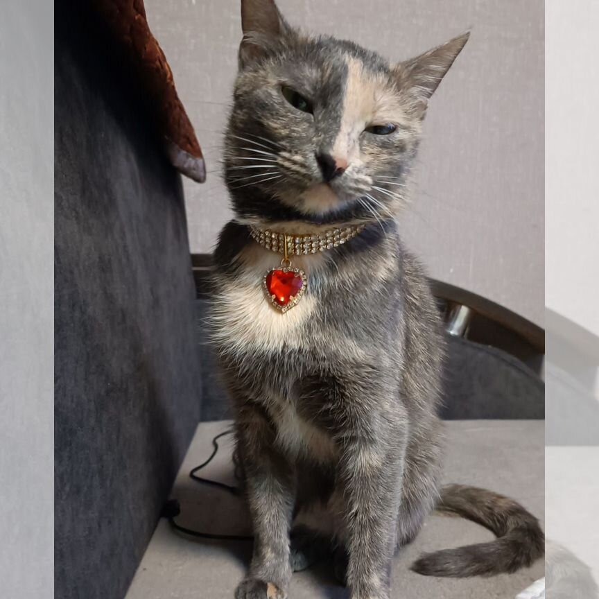 Кошечка-красотка