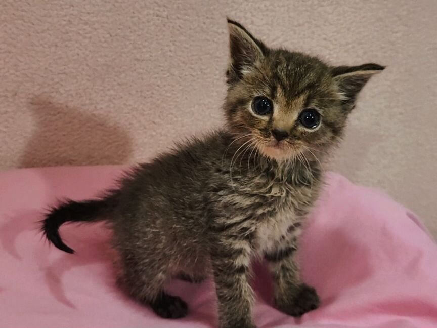 Котёнок девочка из приюта 1 месяц