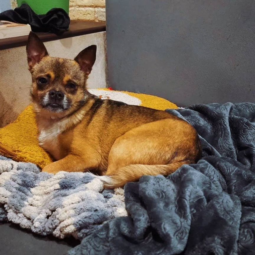 Чихуахуа, взрослый пёс