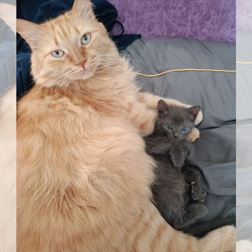 Котята