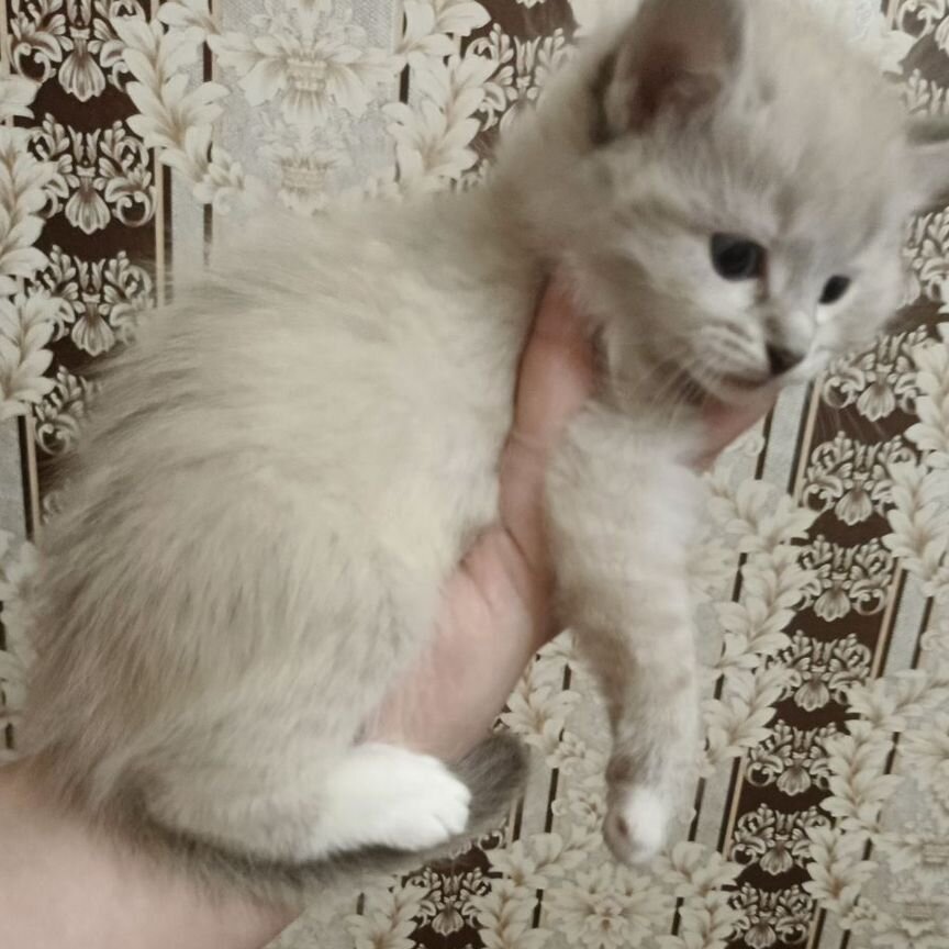 Невский маскарадный котёнок