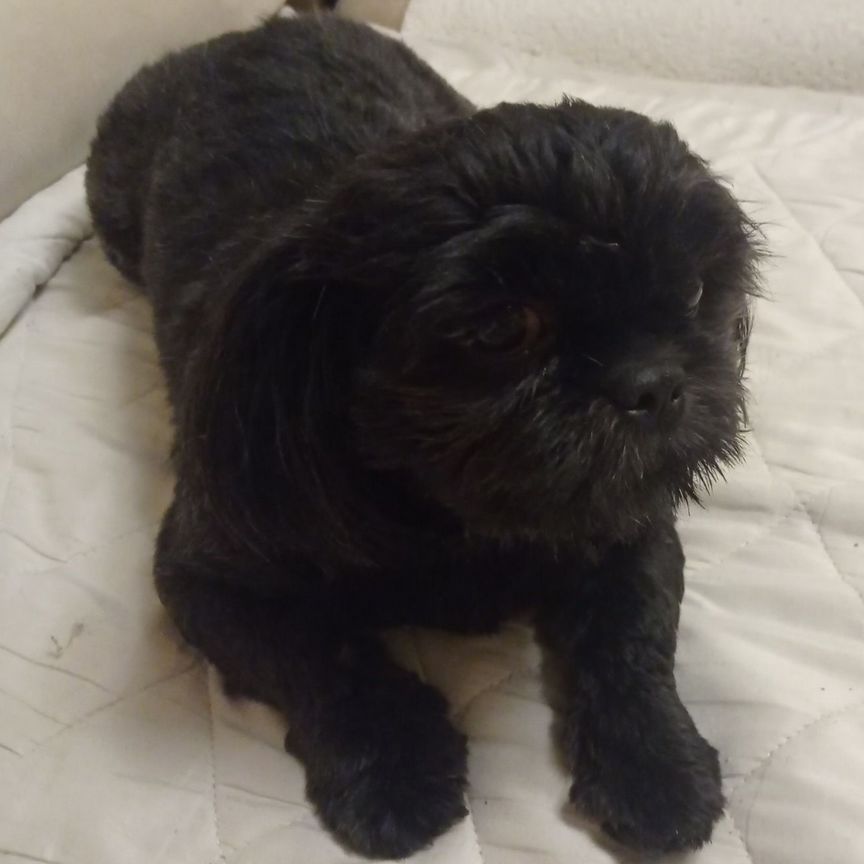 Ши-тцу, взрослый пёс