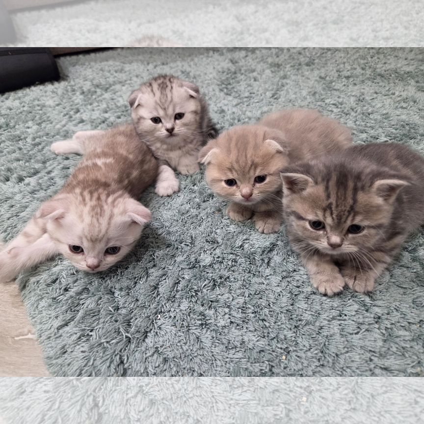 Шотландский вислоухий длинношёрстный котёнок