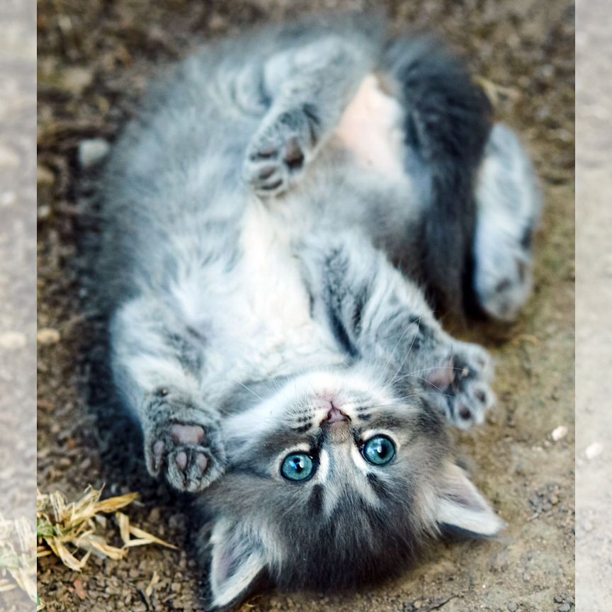 Котёнок в добрые руки