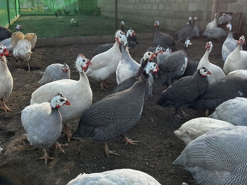 Цесарки