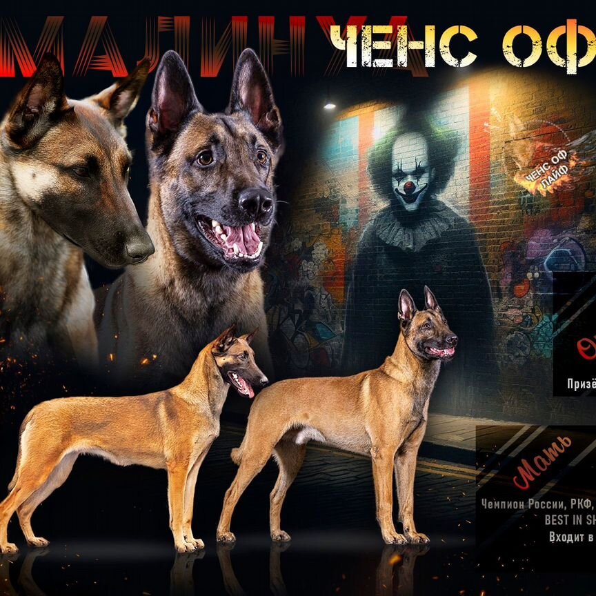 Бельгийская овчарка, щенок