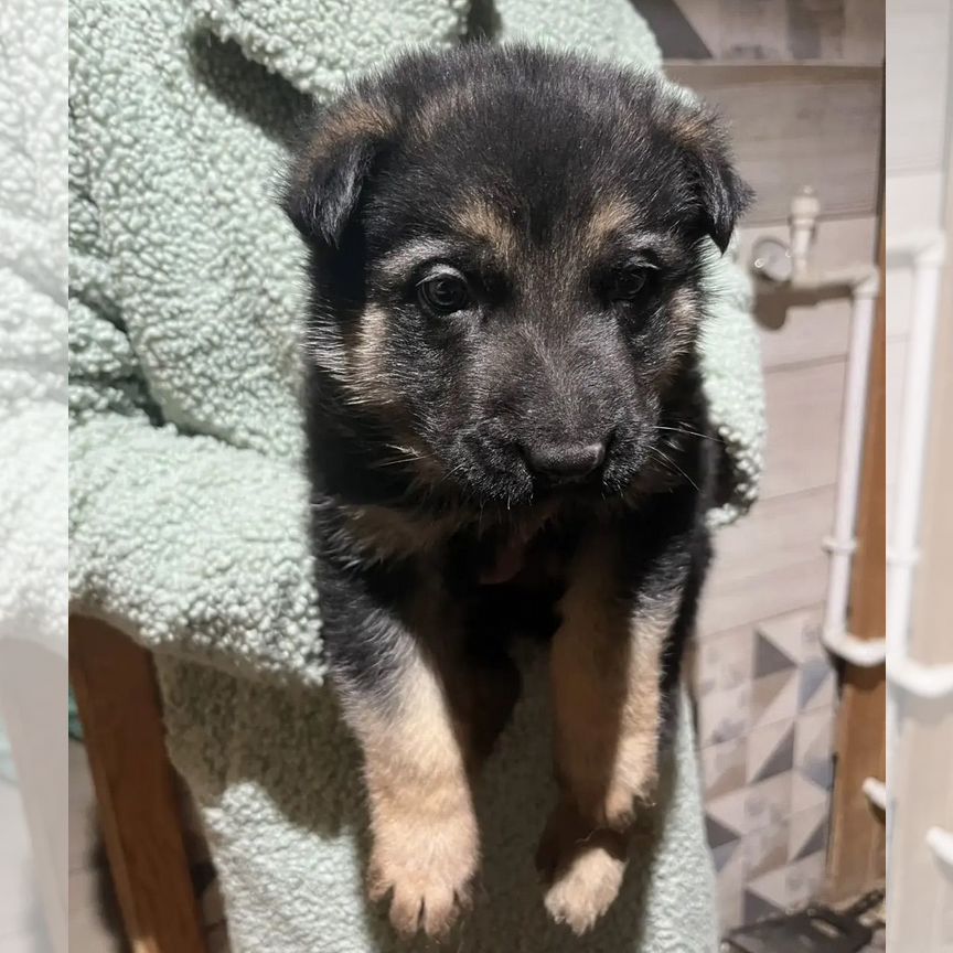 Немецкая овчарка, щенок