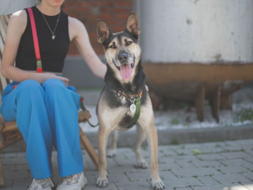 Боб в добрые руки