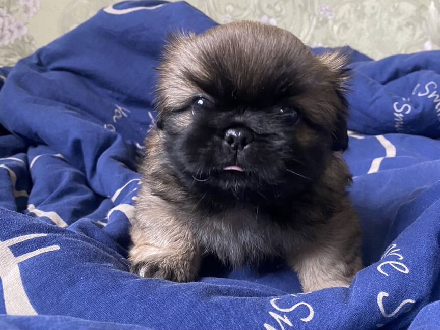 Щенки пекинеса