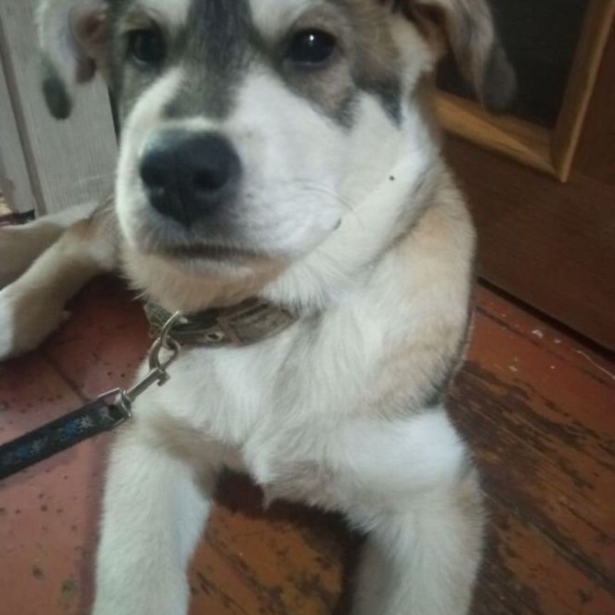 Маламут щенки бесплатно