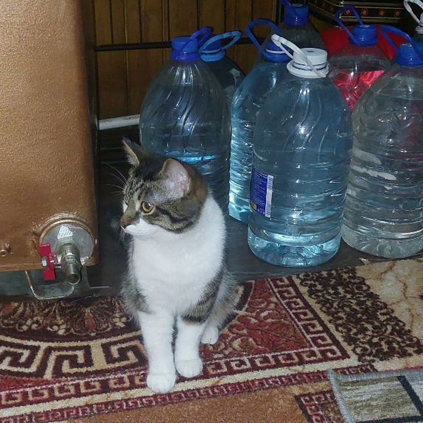 Котëнок добрый том