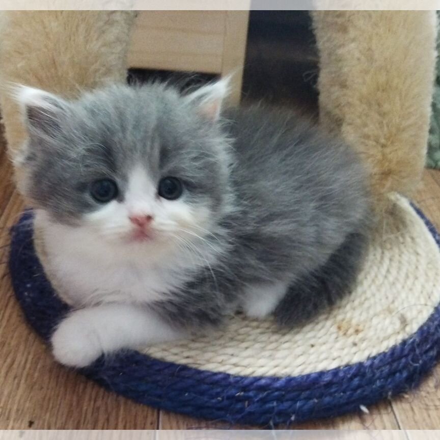 Котята породистые