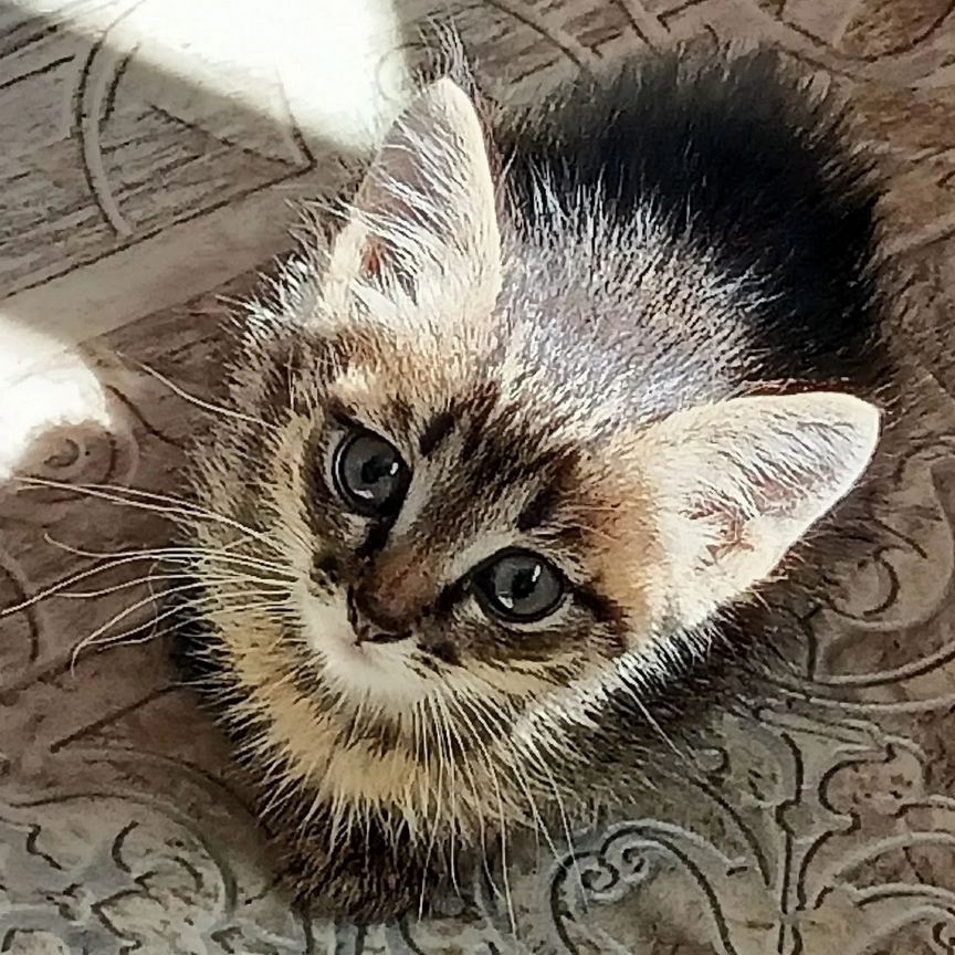 Котенок
