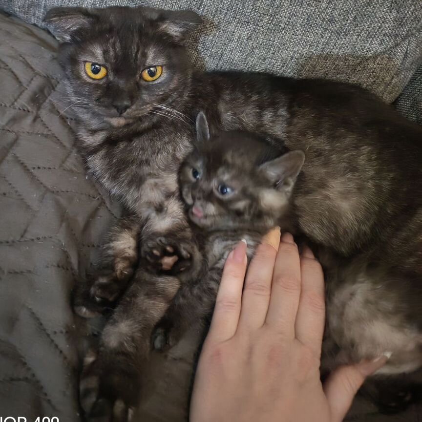 Британский короткошёрстный котёнок