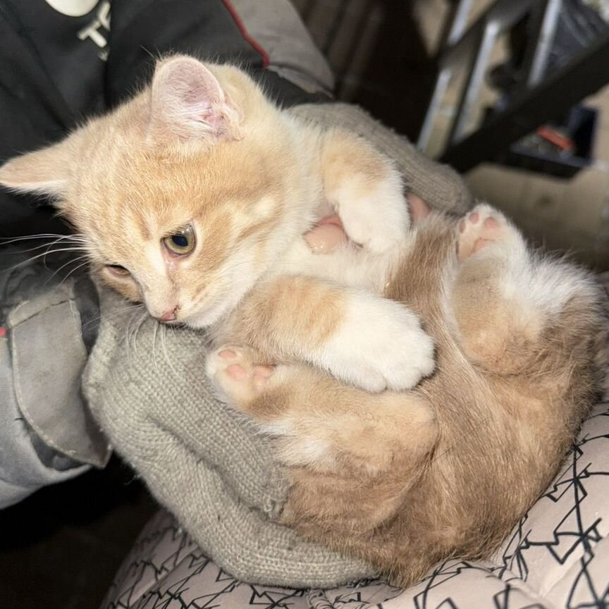 Котята в добрые руки