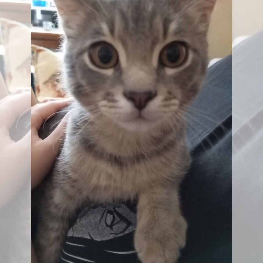 Котята в добрые руки бесплатно,мальчик