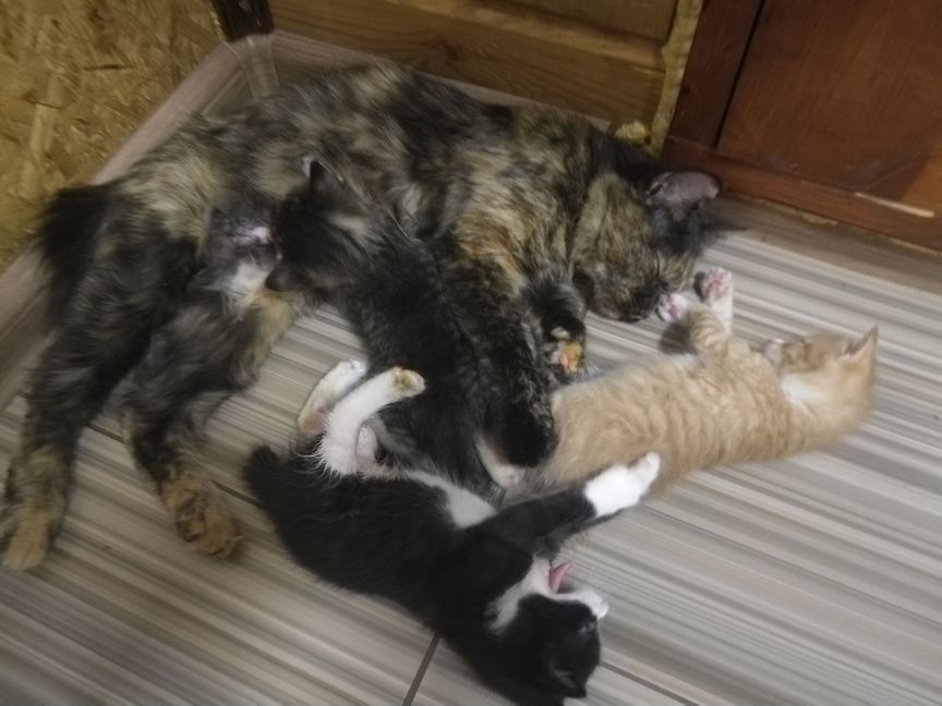 Котенок курильский бобтейл бесплатно