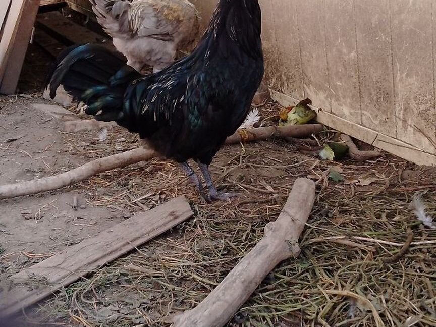 Петухи сильверудд