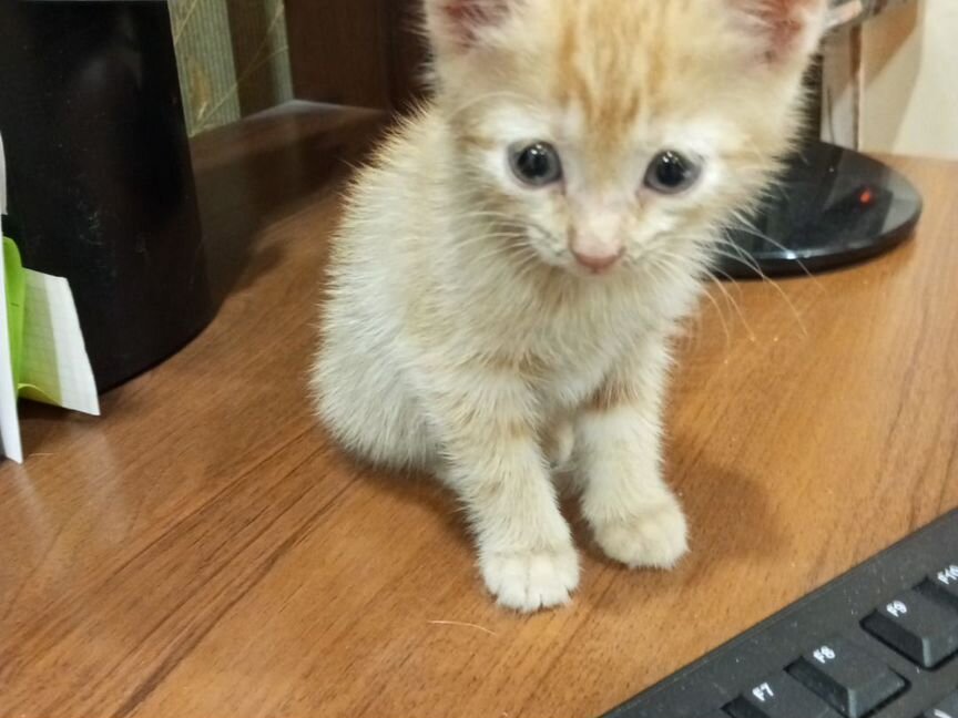 Домашние животные котята