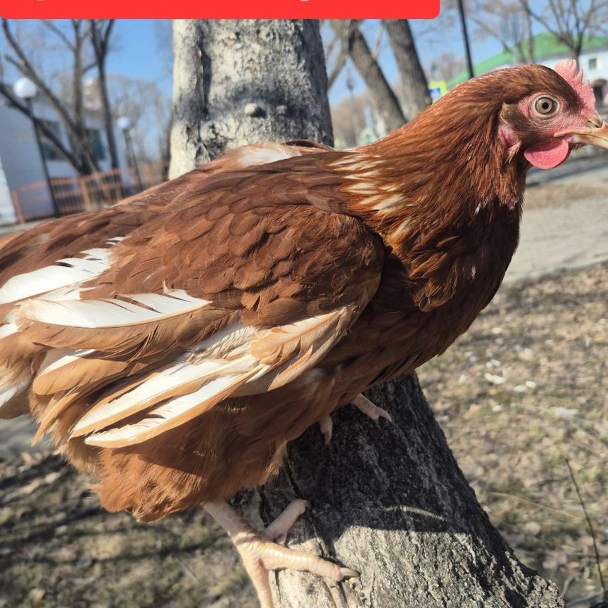 Красные несушки