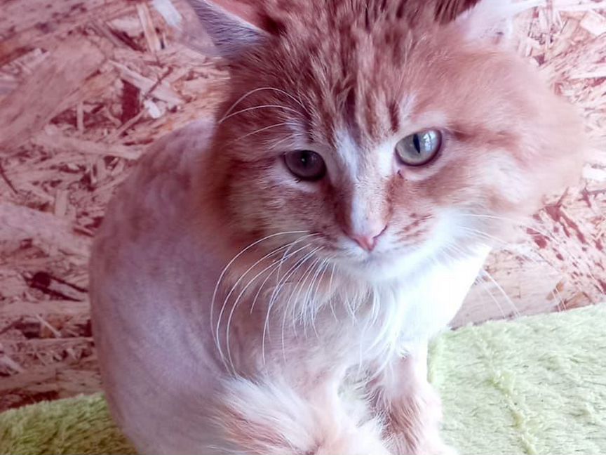 Сибирский котв добрые руки