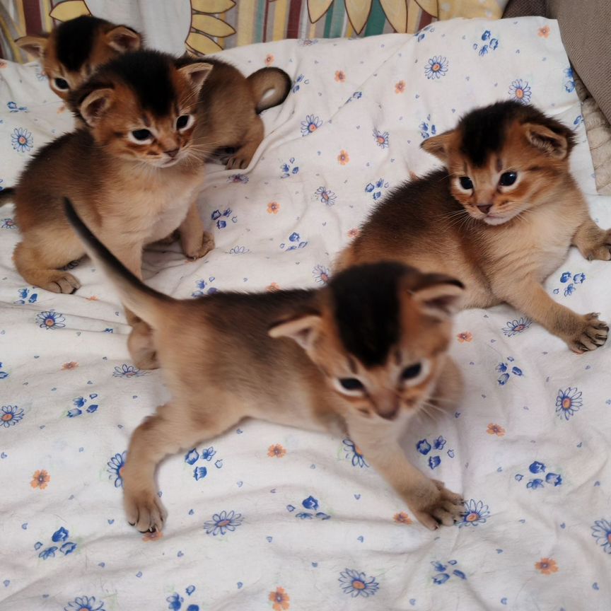 Абиссинский котёнок