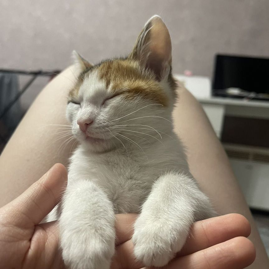 Котенок в добрые руки приучены к лотку