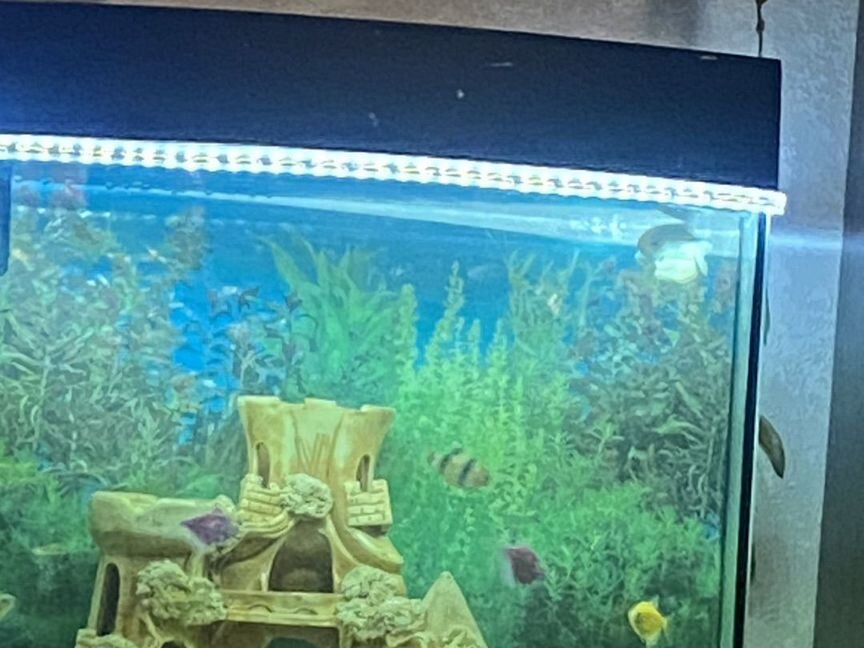 Аквариумные рыбки гурами