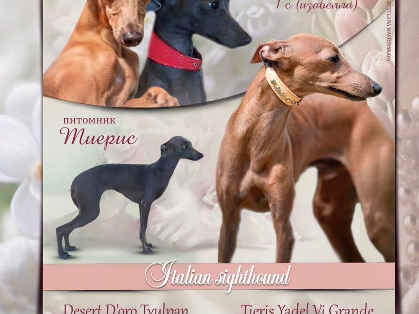 Щенки левретки (Итальянская борзая)