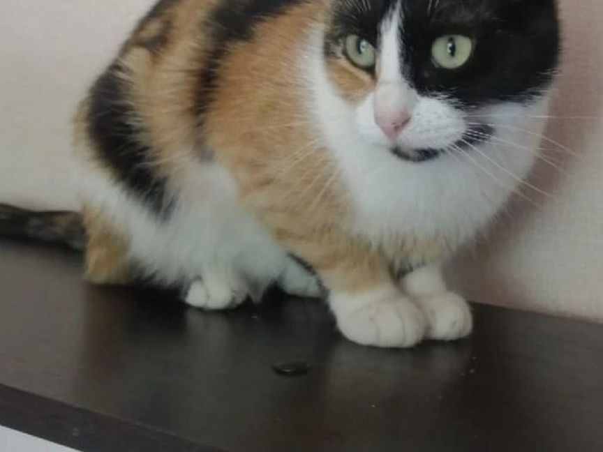 Кошка Пеструшка
