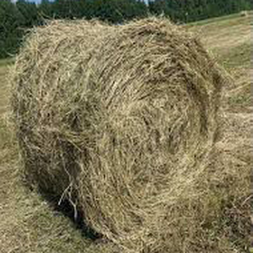 Сено в рулонах