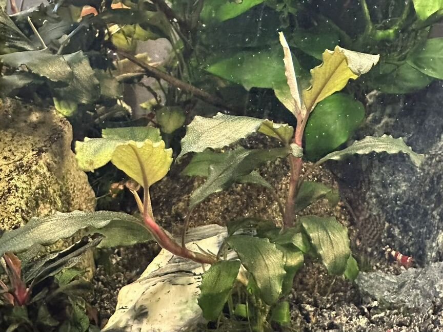 Буцефаландры Аквариумные растения