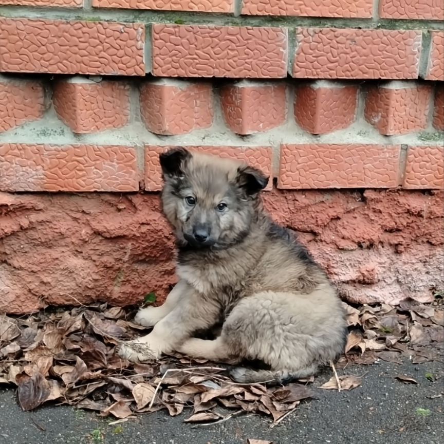 Щенок в добрые руки