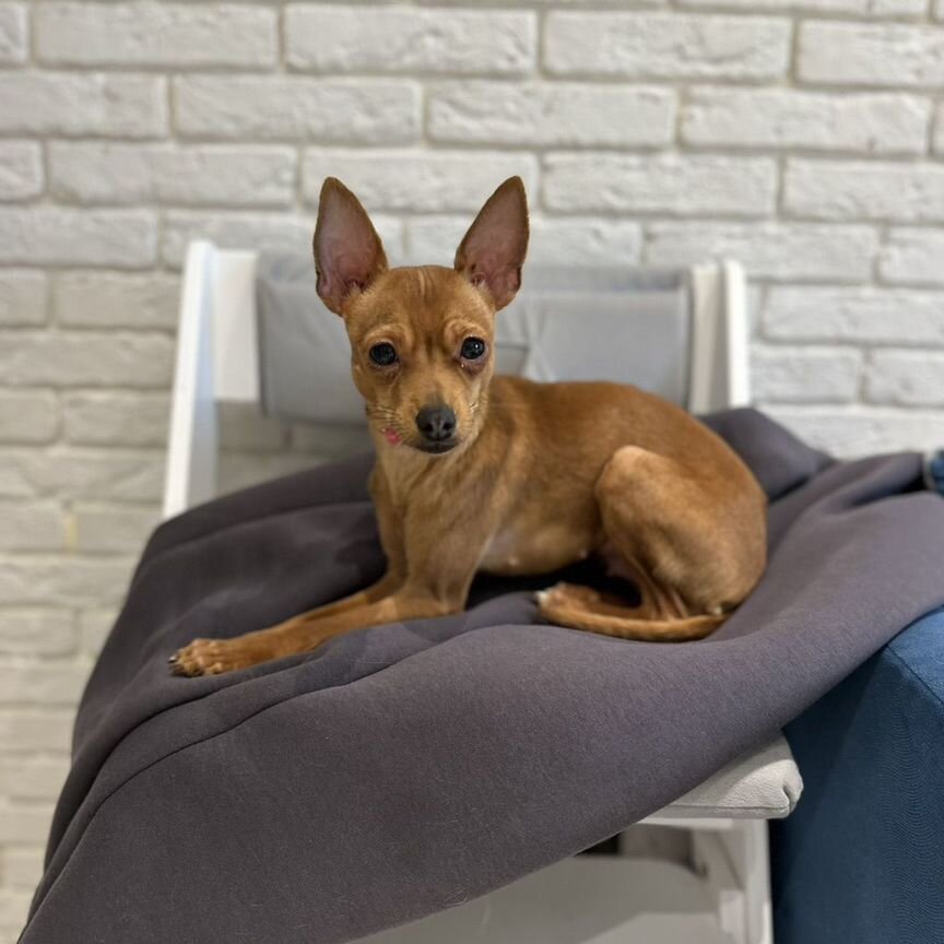 Русский той-терьер, щенок